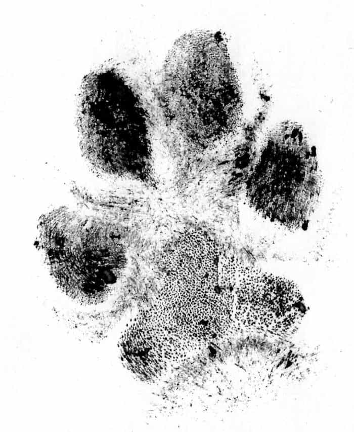 Hondenpoot afdruk maken | Knutsel ideeën voor kinderen